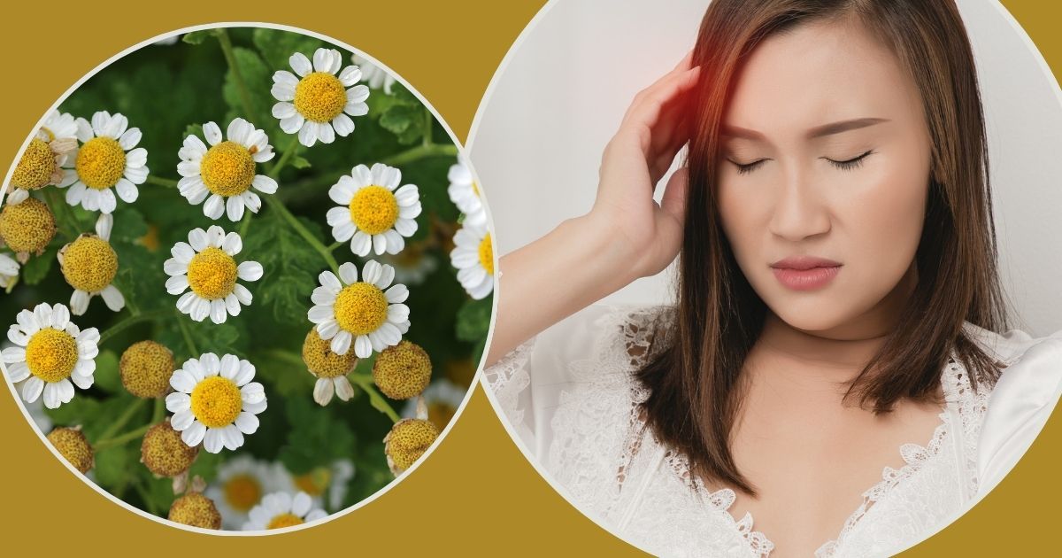 Feverfew: The Natural Painkiller That Works Wonders for Migraines and More