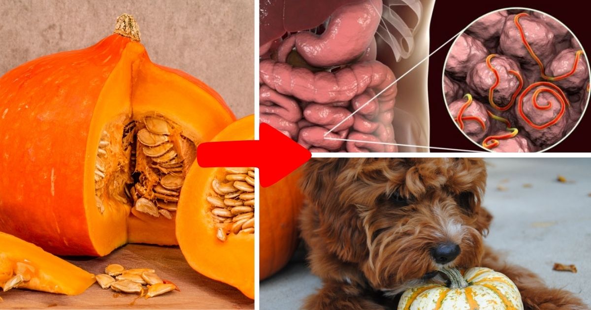 Do You Know That Pumpkin Can Naturally Expel Parasites and Worms?