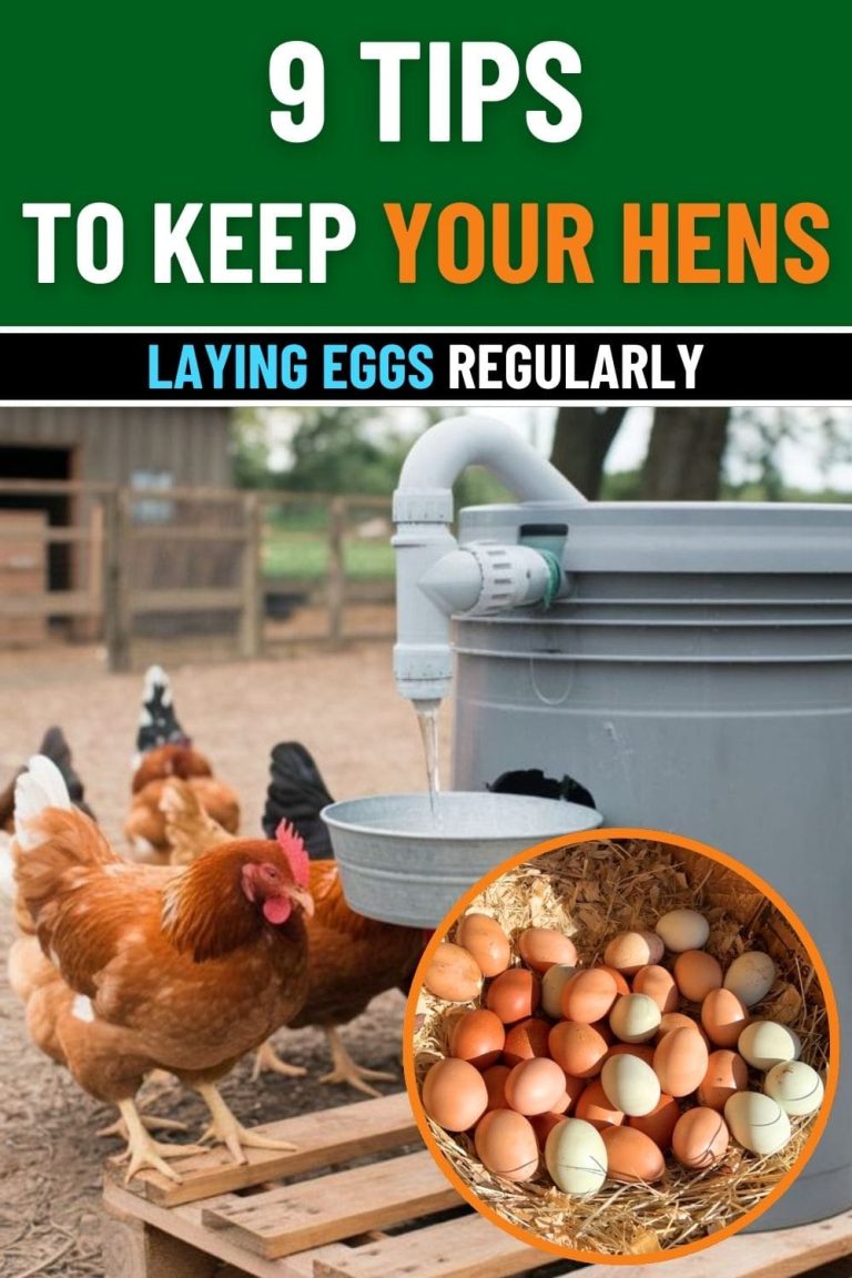How to Keep Your Hens Laying Regularly: 9 Proven Tips for a Steady Egg ...