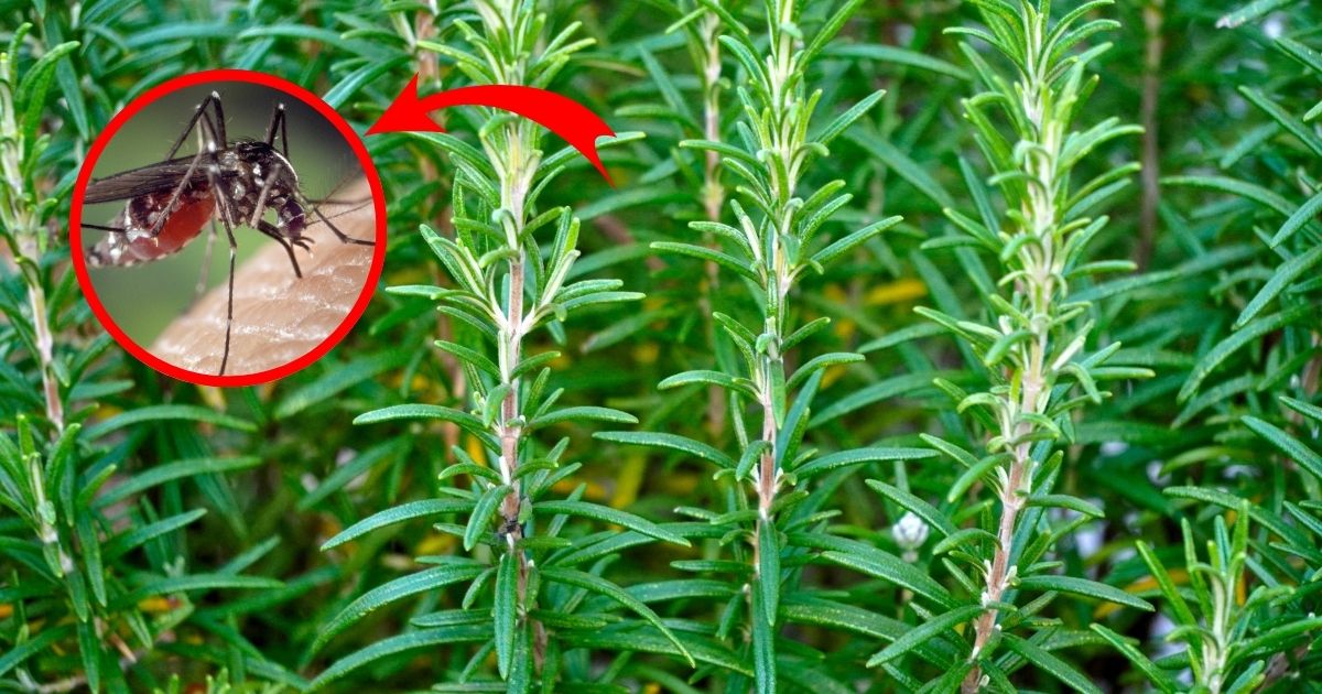 Periwinkle: The Beautiful Flower with Powerful Healing Benefits