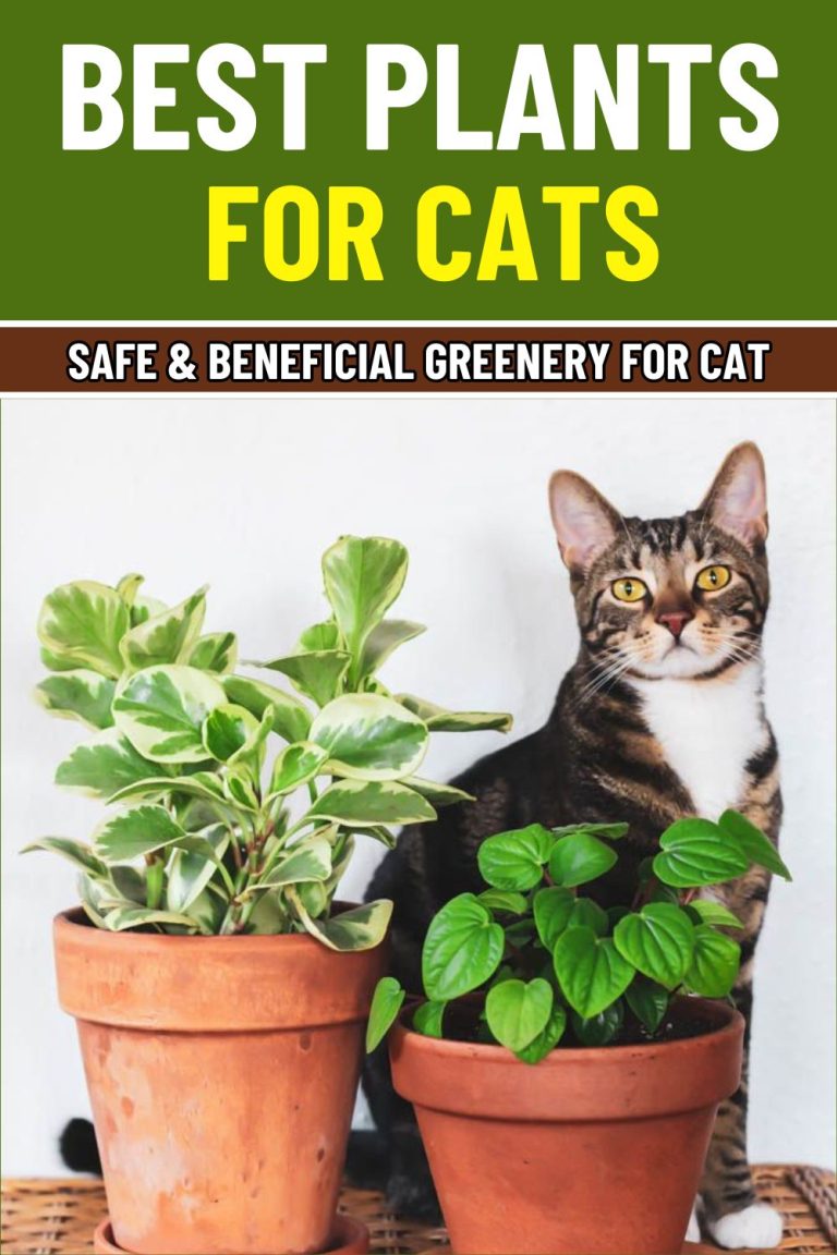8 Best Plants for Cats: Safe & Beneficial Greenery for Your Feline Friend