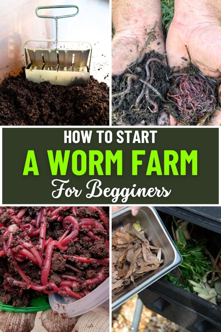 How to Start a Worm Farm: Full Guide to Easy, Sustainable Composting