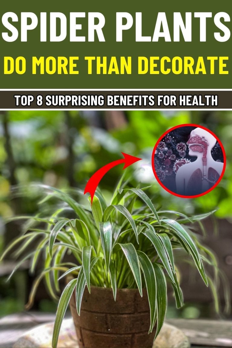 Beyond Beauty: Surprising Health Benefits of Spider Plants
