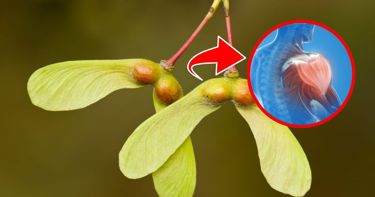 Top 8 Natural Remedies to Heal Strep Infection That Actually Work