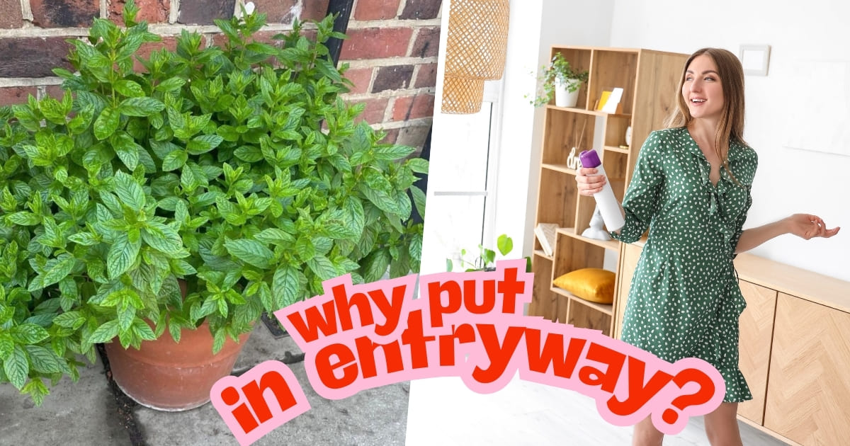 10 Genius Vinegar Hacks for a Cleaner, Greener Home