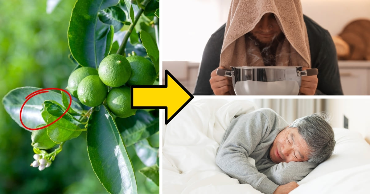 8 Incredible Health Benefits of Lemon Leaves You Never Knew