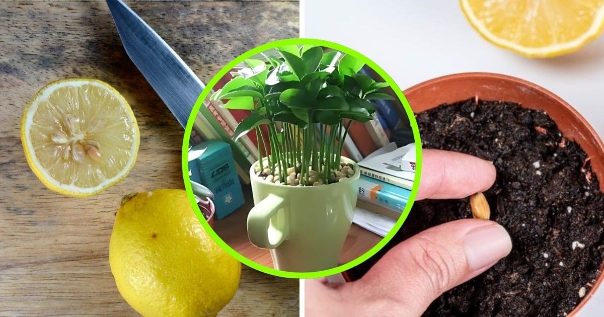 7 Surprisingly Easy Steps To Grow Daffodils From Seeds