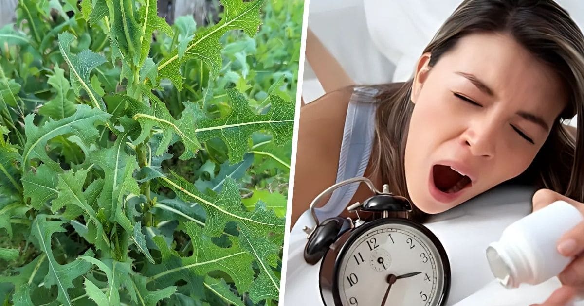 9 Surprising Health Benefits of Goosegrass You Need to Know