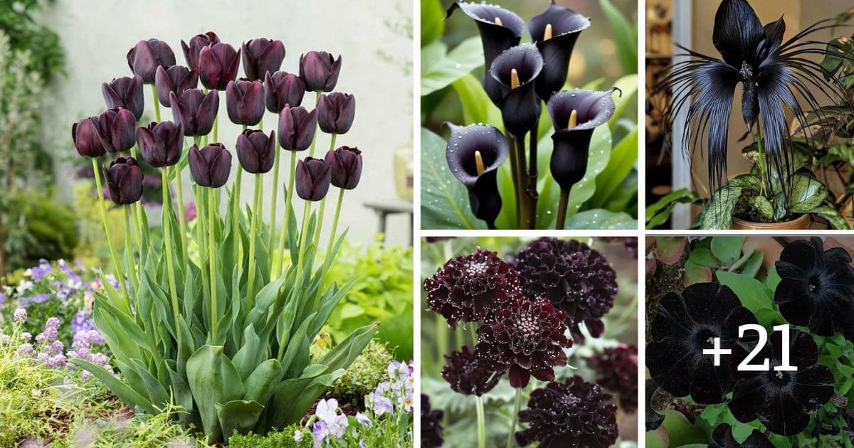 25 Exotic Black Flowers to Add Drama and Elegance to Your Garden