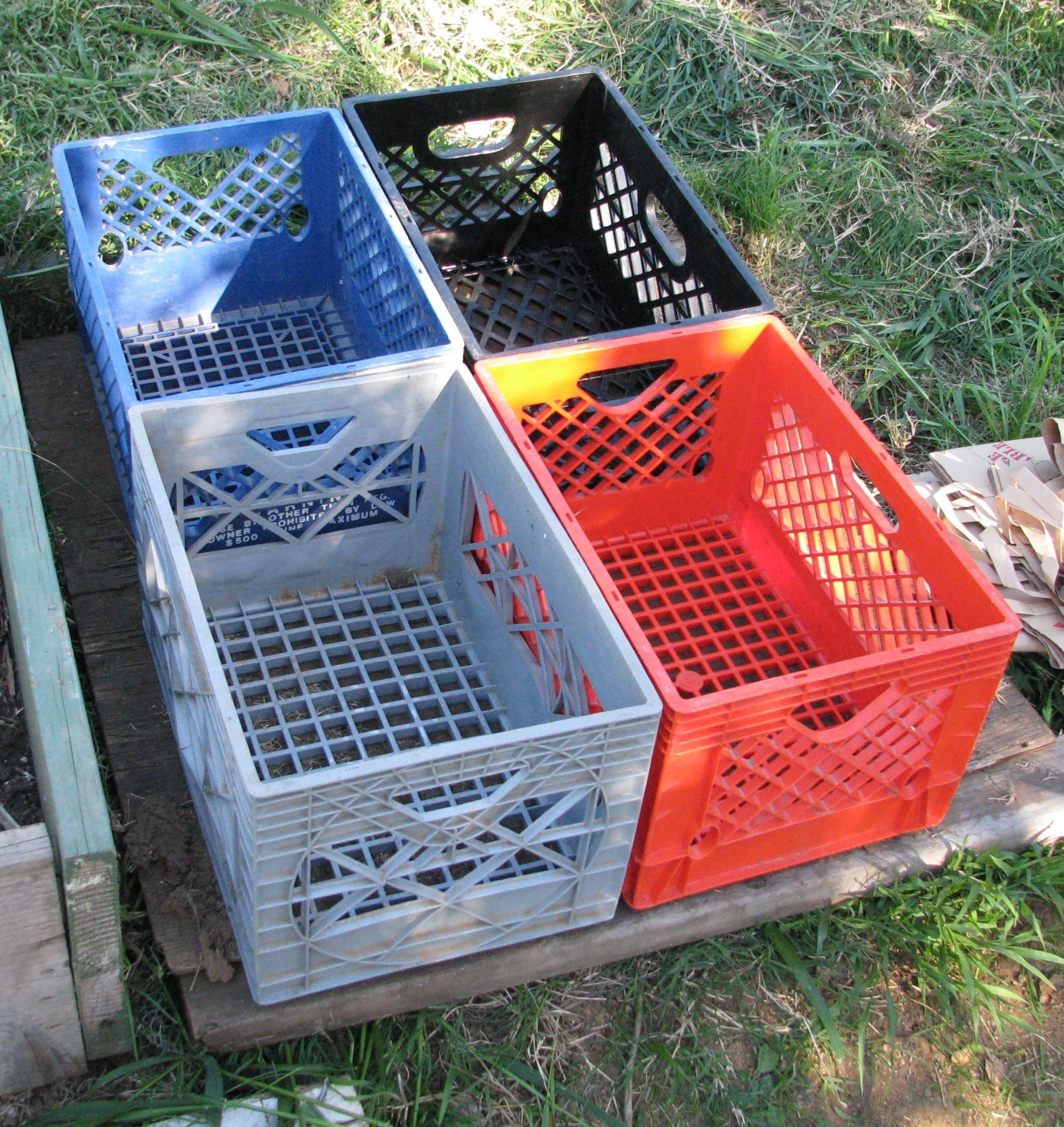 8 Simple Steps to Grow Potatoes in Milk Crates For A Big Harvest
