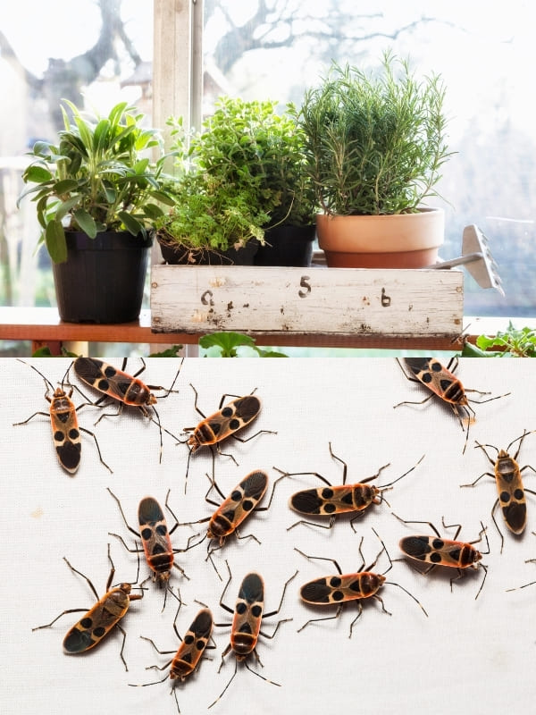 Bug Off! The Best Herbs That Naturally Keep Pests Away