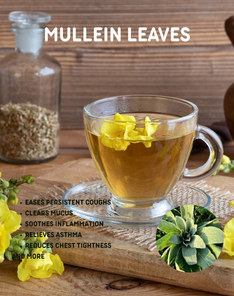 Mullein Leaves: The Surprising Respiratory Remedy You Need for Clearer ...