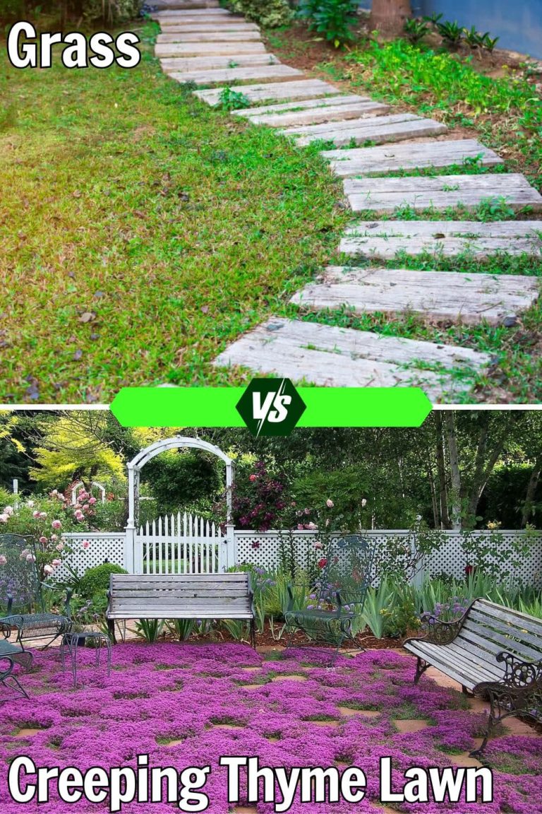 Ditch the Mower: Why a Creeping Thyme Lawn Beats Grass Any Day