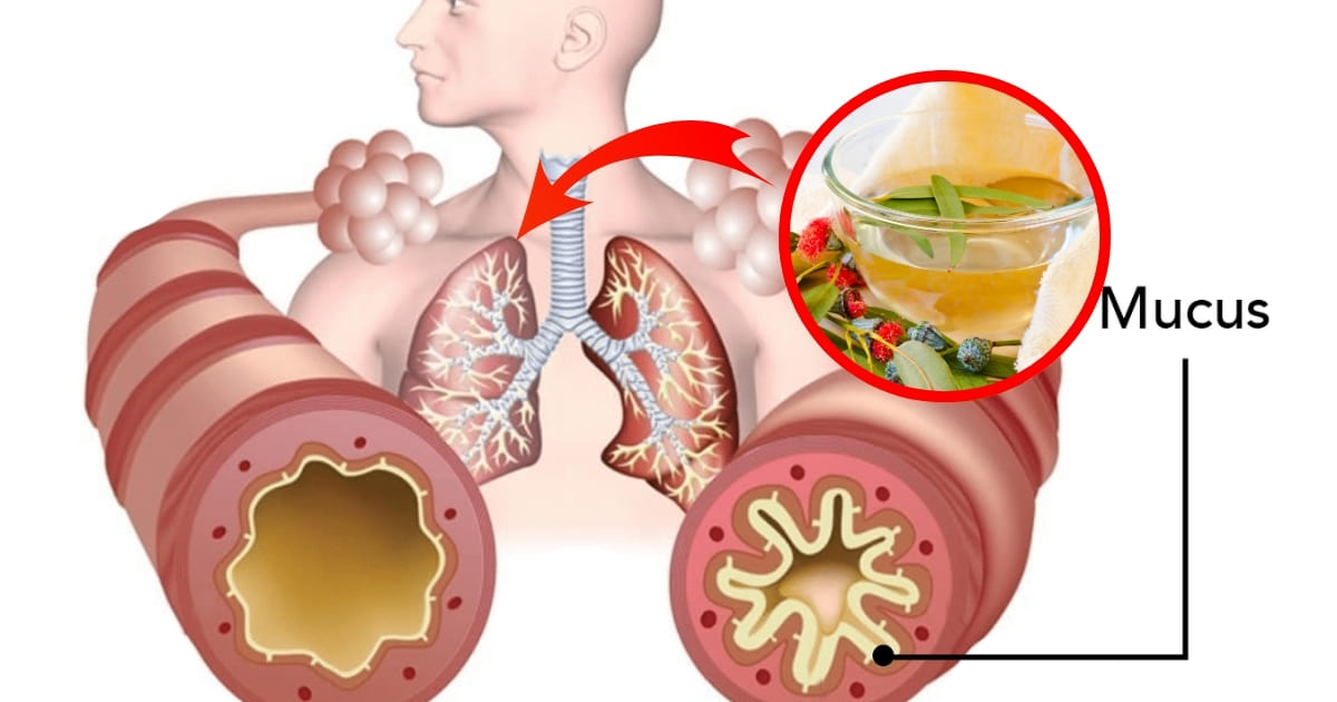 Top 7 Herbs to Clear Mucus from Lungs: Natural Relief You Can Trust