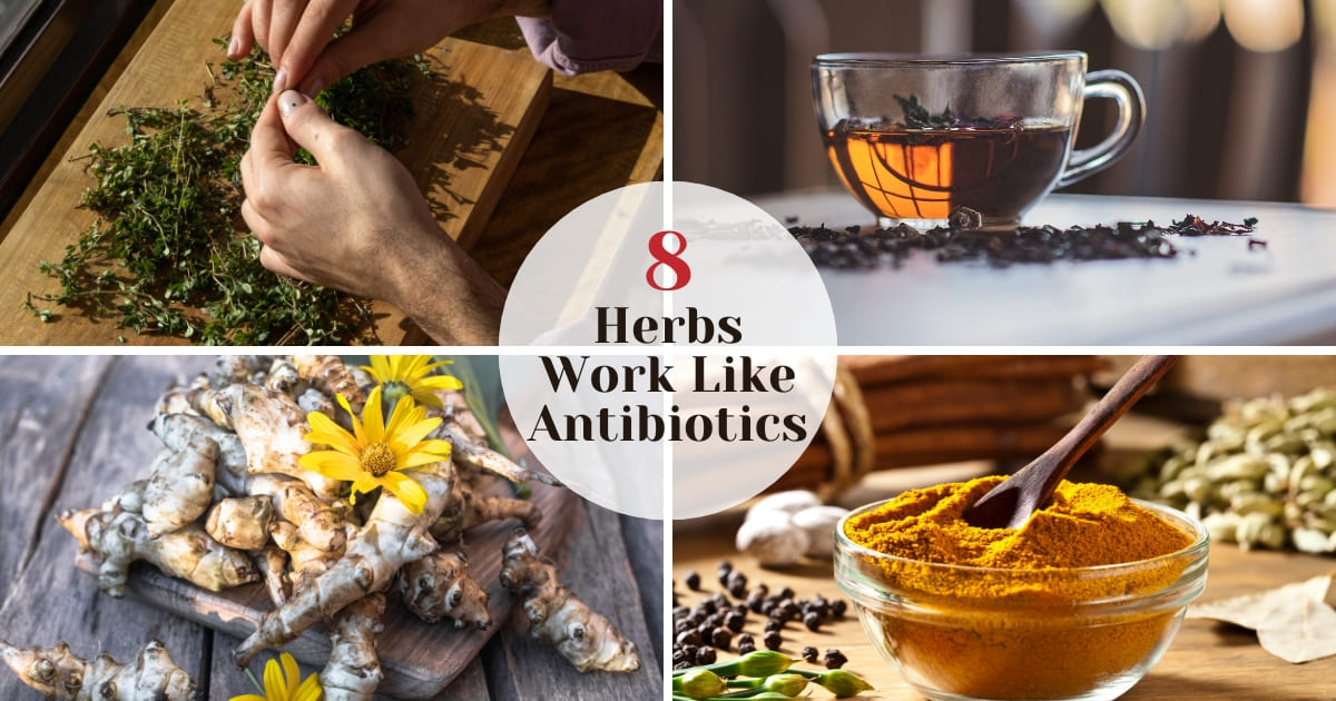 Basil for Luscious Locks: The Secret Herb Your Hair Deserves