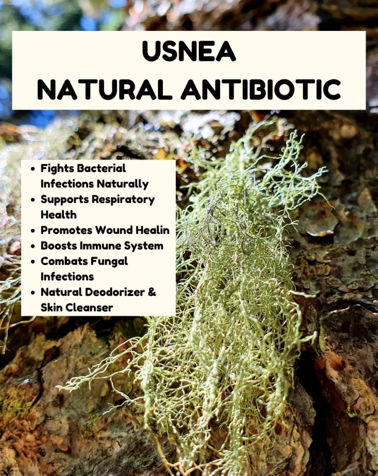 Usnea Is the Natural Antibiotic Hiding in Your Backyard