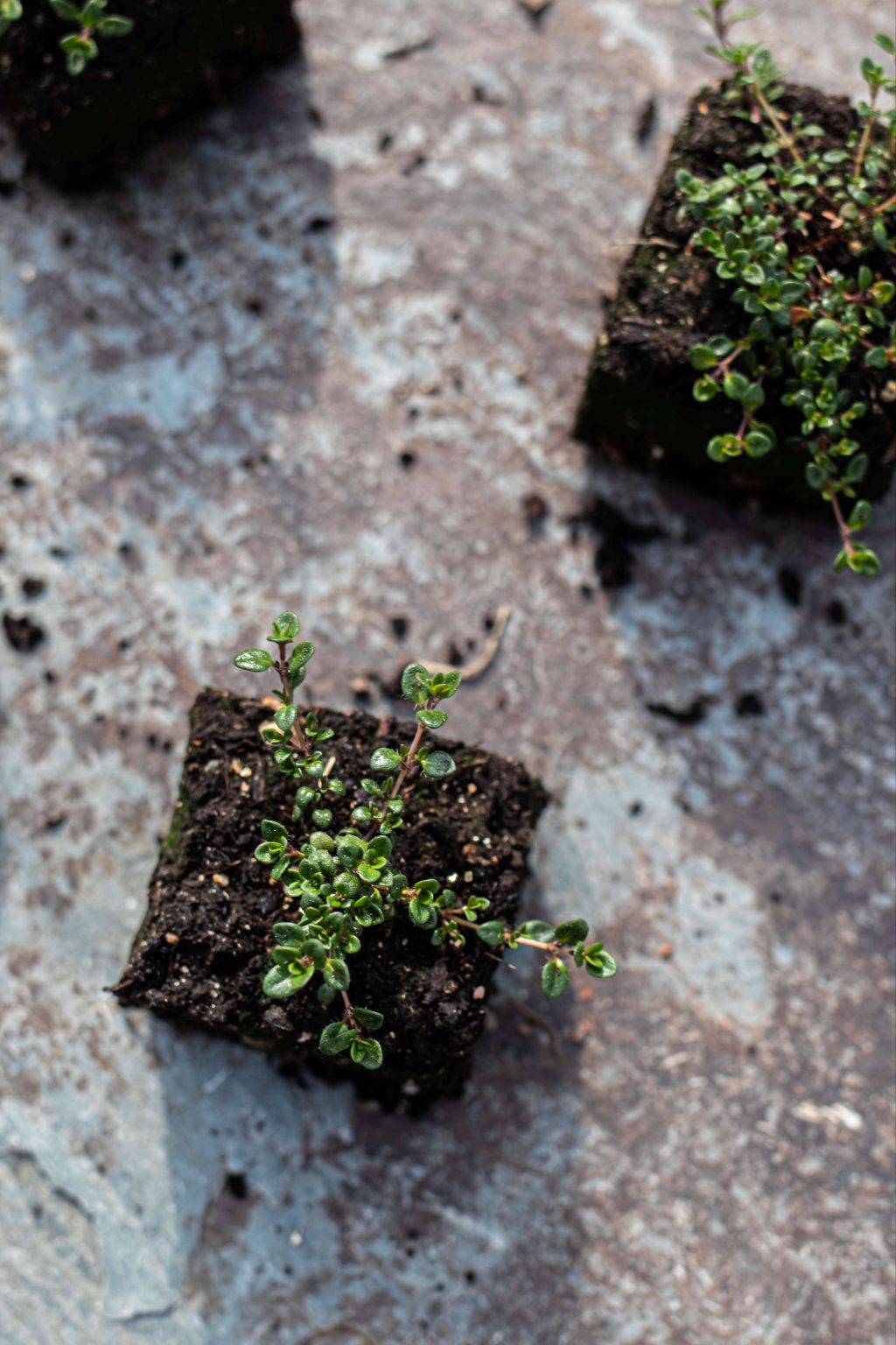 Ditch the Mower: Why a Creeping Thyme Lawn Beats Grass Any Day