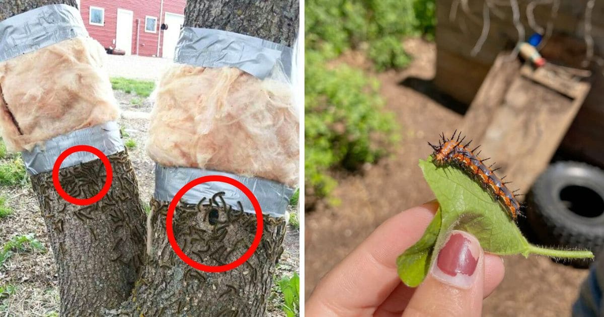 6 Natural Ways to Keep Caterpillars Out of Your Garden (No Chemicals ...