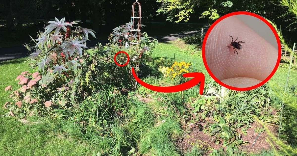 5 Natural Ways to Keep Ticks Out of Your Garden That Gardeners Rarely ...