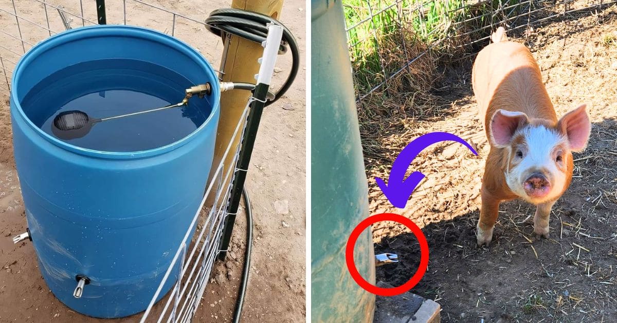 How to Build a DIY Automatic Livestock Watering System Using a Float Valve