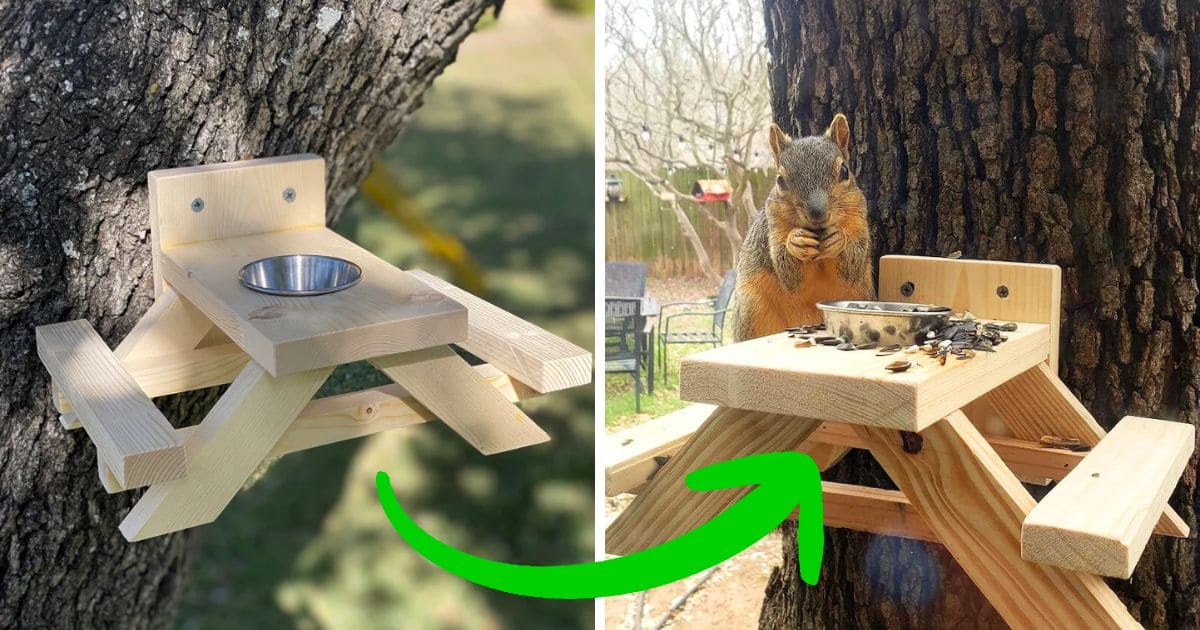 How to Build a DIY Picnic Table Feeder for Squirrels and Wild Animals