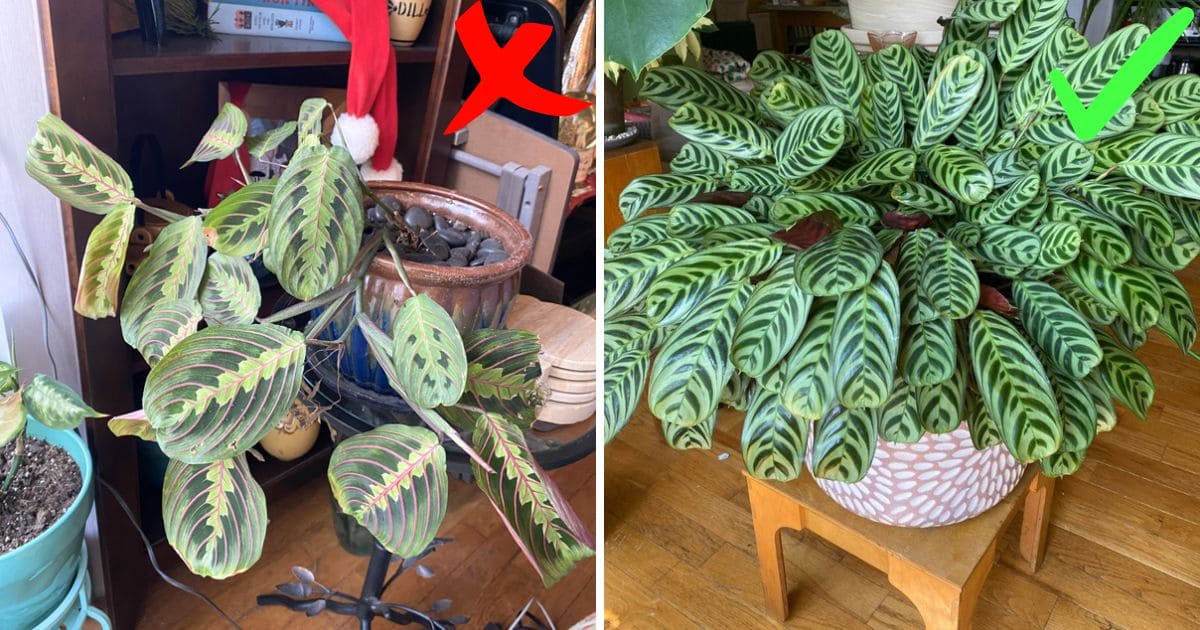 Guide to Picking the Right Pot Size for Healthy Plants