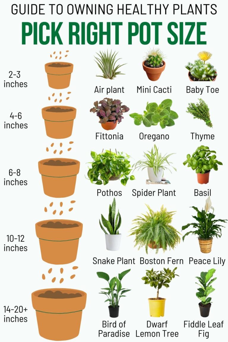 Guide to Picking the Right Pot Size for Healthy Plants