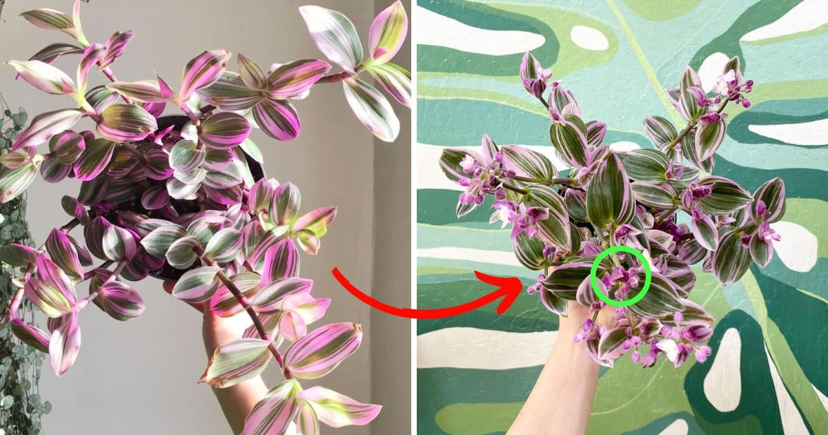7 Proven Tricks to Make Your Wandering Jew Bloom Indoors