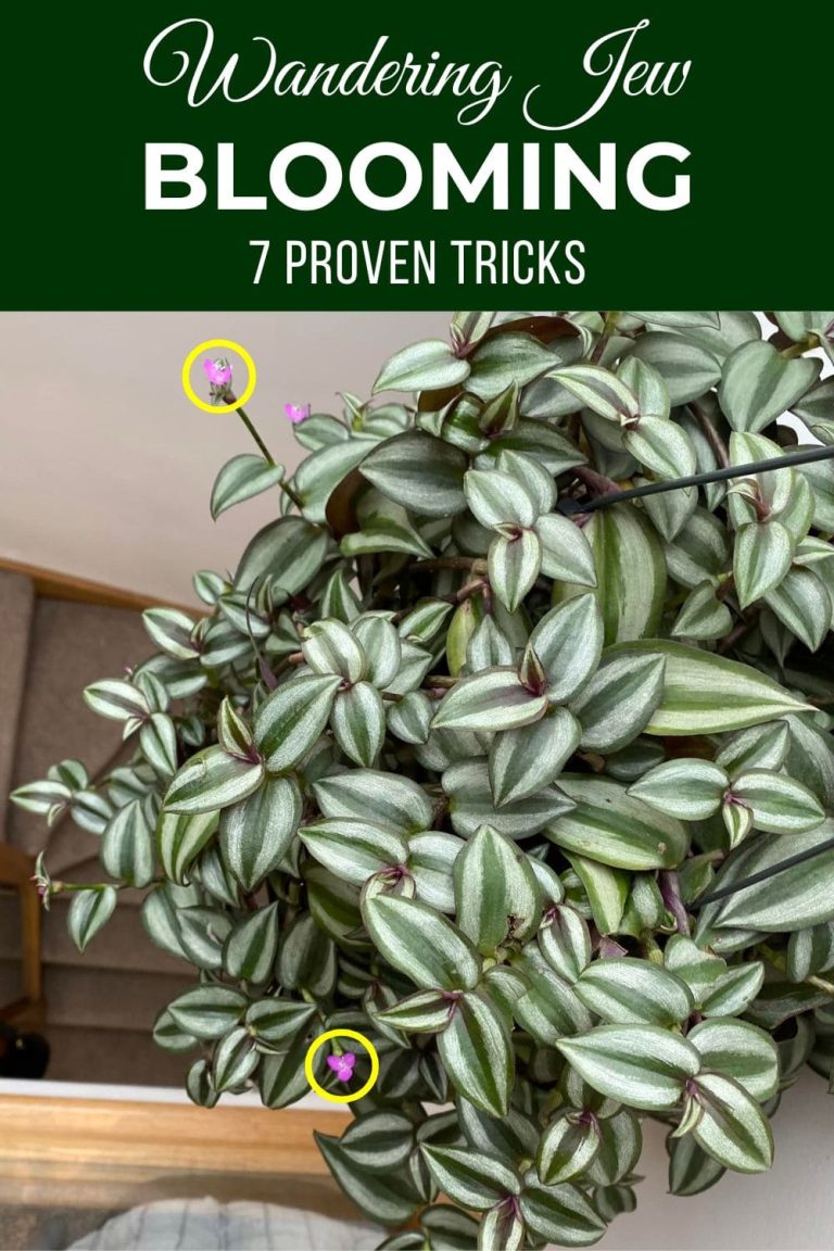 7 Proven Tricks to Make Your Wandering Jew Bloom Indoors