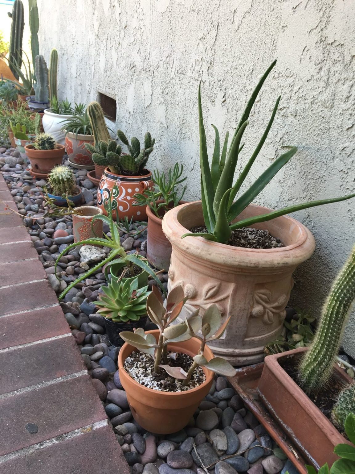 Guide to Picking the Right Pot Size for Healthy Plants