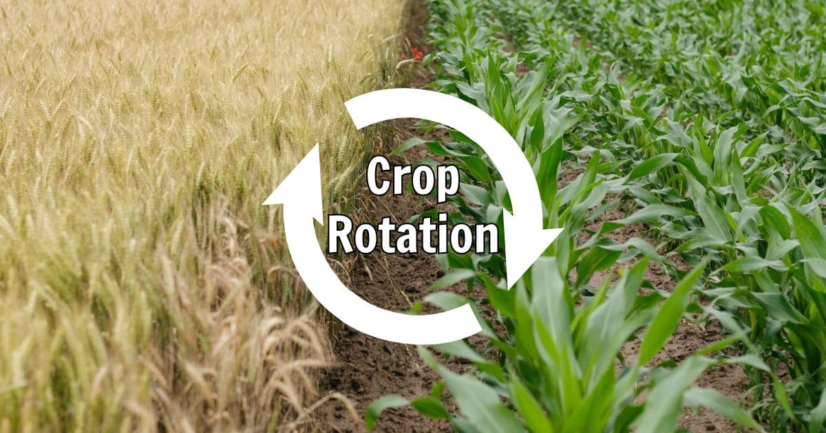 Crop Rotation: The Secret to Healthy Soil and Bigger Harvests