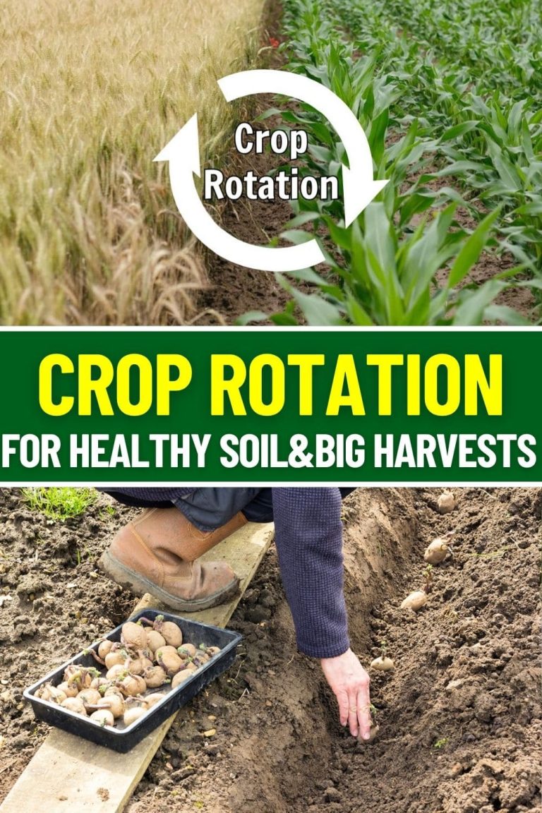 Crop Rotation: The Secret to Healthy Soil and Bigger Harvests