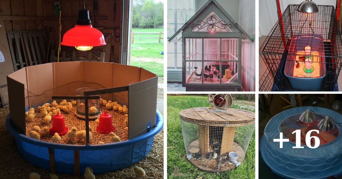 20 Practical DIY Chicken Brooder Ideas to Raise Healthy Chicks