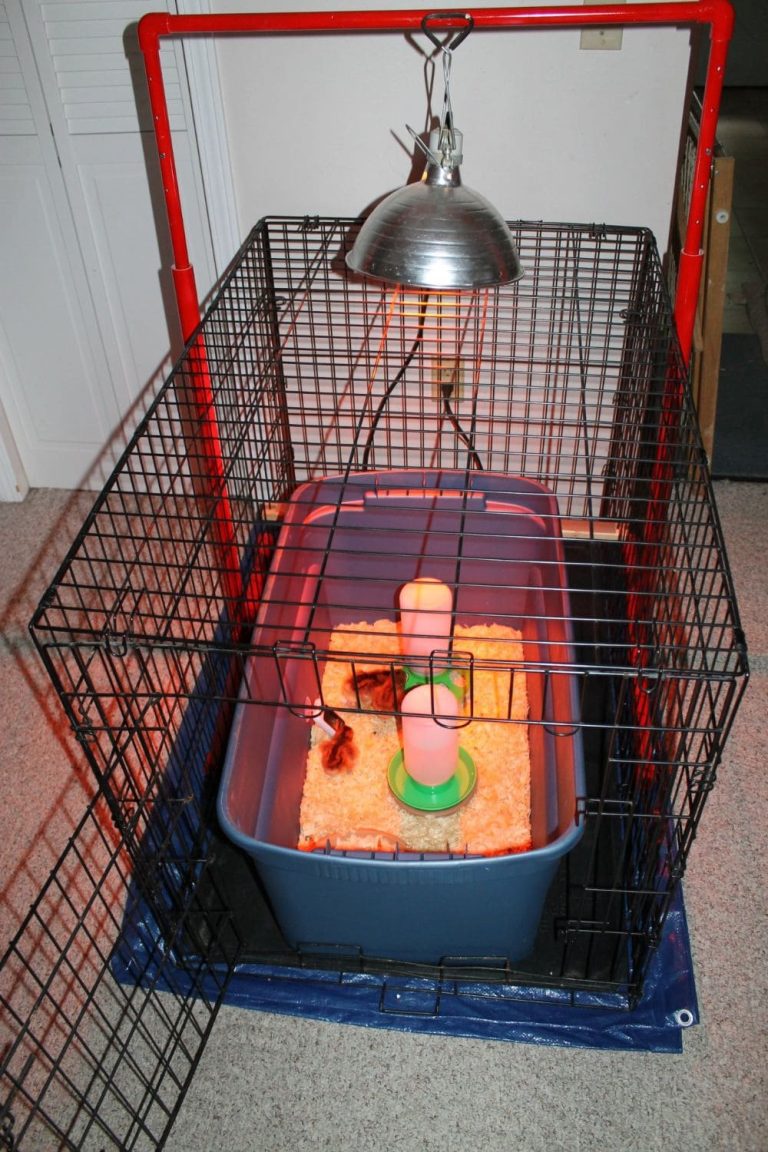 20 Practical DIY Chicken Brooder Ideas to Raise Healthy Chicks
