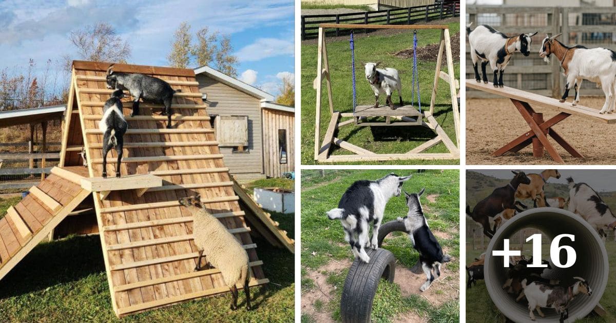 20 Fun and Creative Ways to Keep Your Goats Entertained